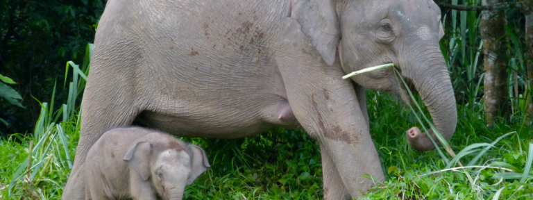 the conservation of asian elephants in southeast asia - Malaysian Wildlife