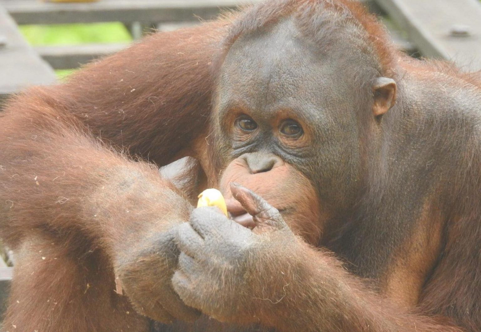 Animal Species in Malaysia that are threatened with extinction